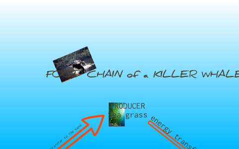 FOOD CHAIN of a KILLER WHALE by kyla gallion on Prezi