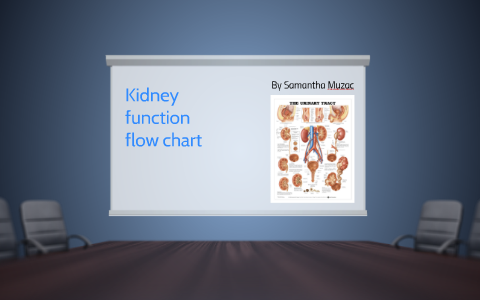 Kidney function flow chart by Sam Muzac on Prezi