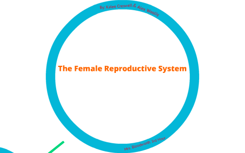 The Female Reproductive System by Kalee Creswell on Prezi