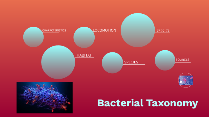 Bacterial Taxonomy by H & S on Prezi