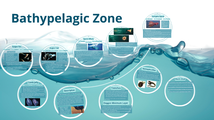 Bathypelagic Zone by Marine Science on Prezi