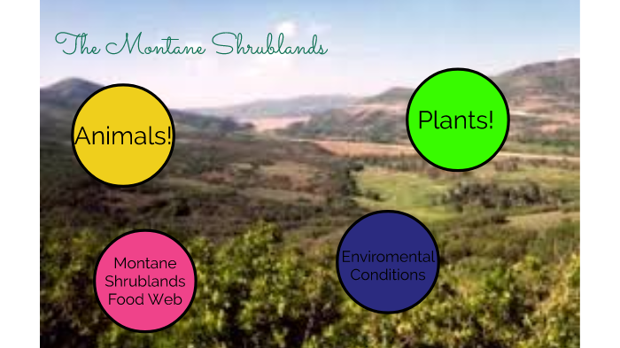 Montane shrublands by Cecelia Kaup on Prezi