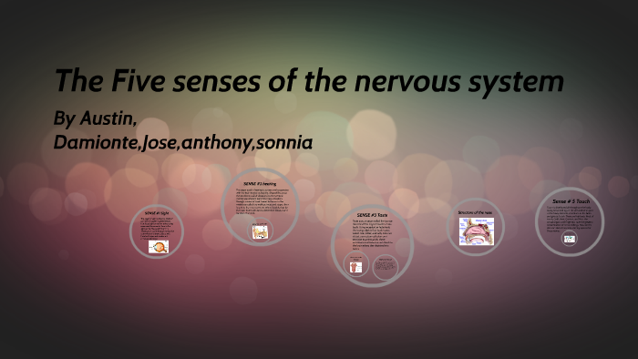 The Five senses of the nervous system by Austin Rolles on Prezi