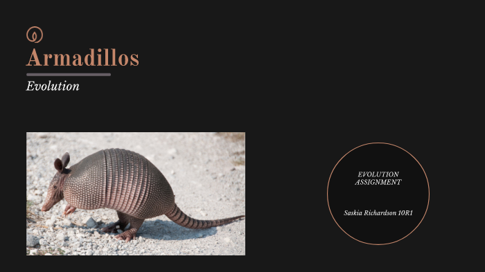 Armadillo Evolution by Saskia Richo on Prezi