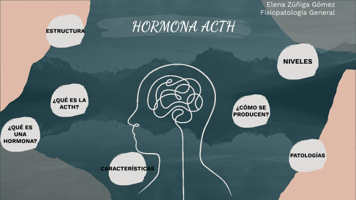 HORMONA ACTH by Elena . on Prezi
