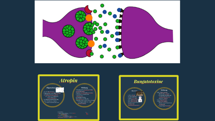 Atropin und Bungarotoxin by on Prezi