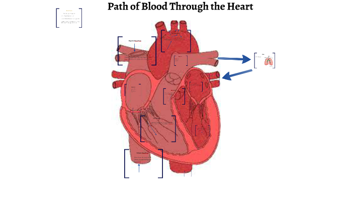 Path of Blood Through the Body by Dan O'Brien on Prezi
