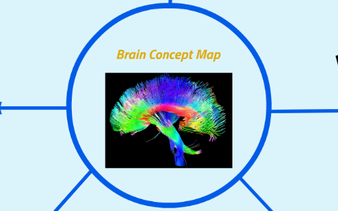 Brain Concept Map by Kylie Leavens on Prezi