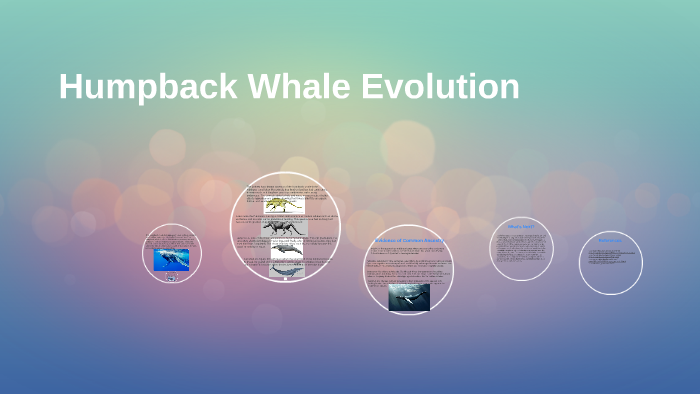 Humpback Whale Evolution by Noah Moroze on Prezi