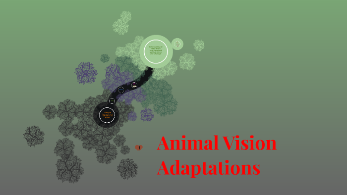 Animal Vision Adaptations by Gabriela Avalos on Prezi