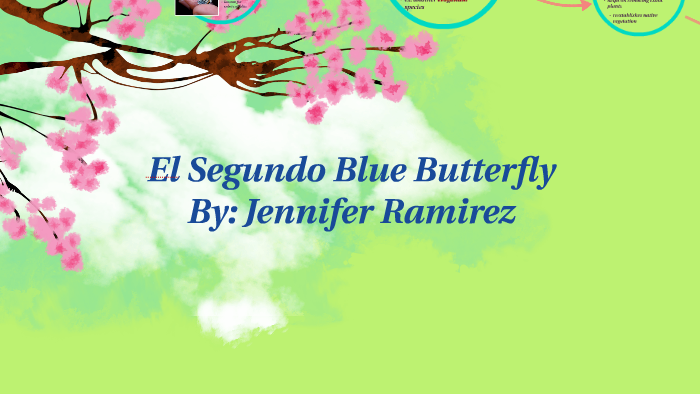 El Segundo Blue Butterfly by Jennifer Ramirez on Prezi