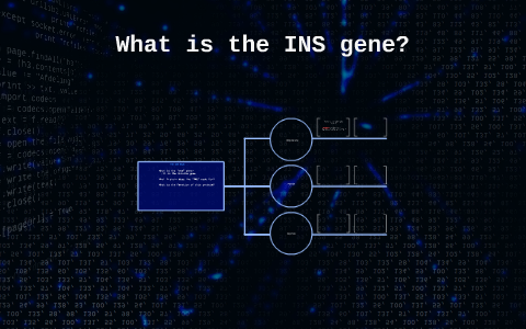 What is the INS gene? by Jesika Jonalagada on Prezi
