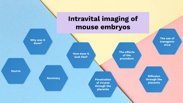 Intravital imaging of mouse embryos by justyna g on Prezi