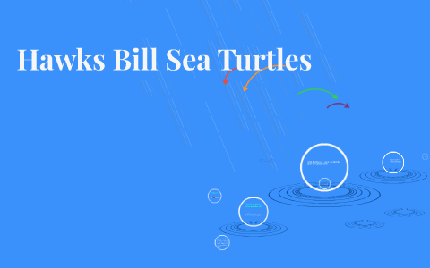 Hawks Bill Sea Turtles by Haylie murringer on Prezi
