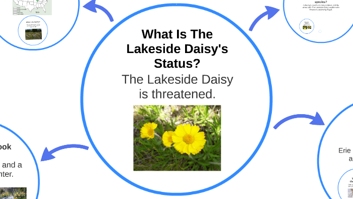 Lakeside Daisy by Adam Williamsa on Prezi