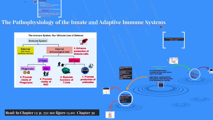 The Pathophysiology of the Innate and Adaptive Immune System by Katie ...