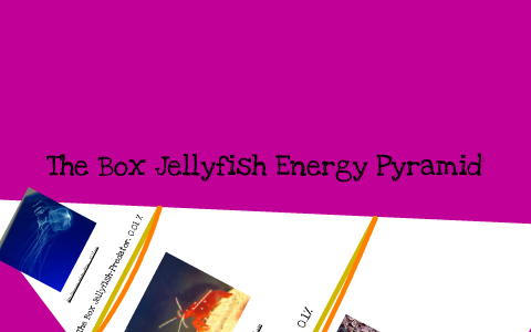 The Box Jellyfish Energy Pyramid by Jocelyn He on Prezi