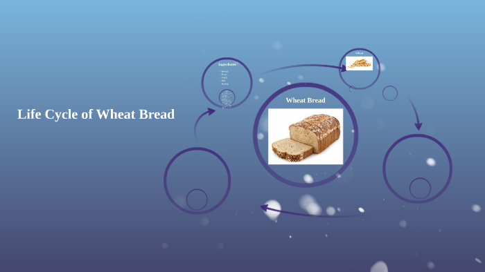 Life Cycle of Bread by Jessica Terhune on Prezi