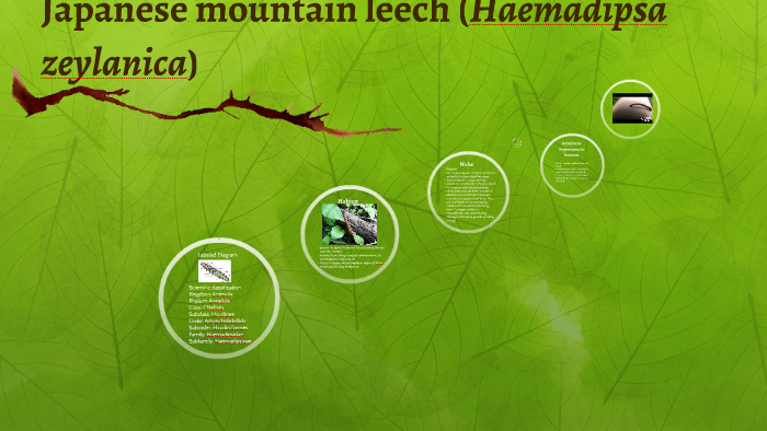 Japanese mountain leech (Haemadipsa zeylanica) by Dilan Sunthareswaran ...