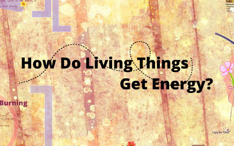 How Do Living Things Get Energy? by Stella Kong