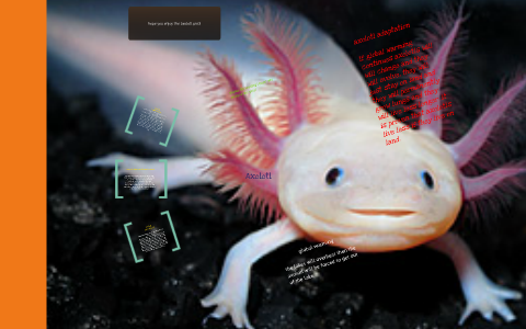 Axolotls by marc/gregory fridman/hick
