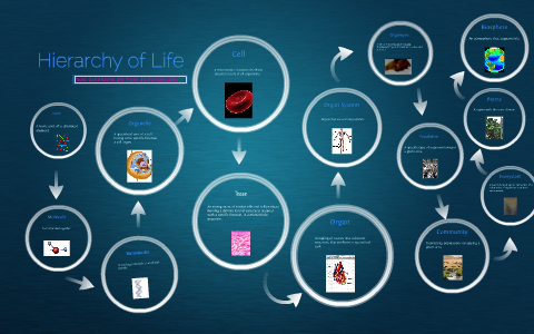 Hierarchy of Life by Mariela Mendez on Prezi