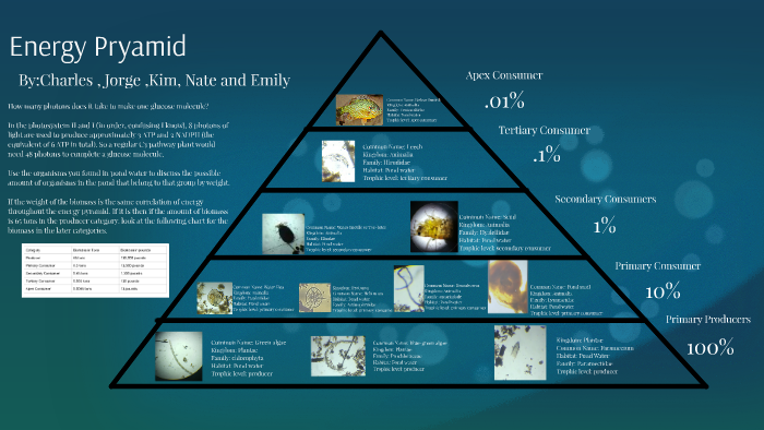 Energy Pryamid-Project 2 by Charles Lavin on Prezi