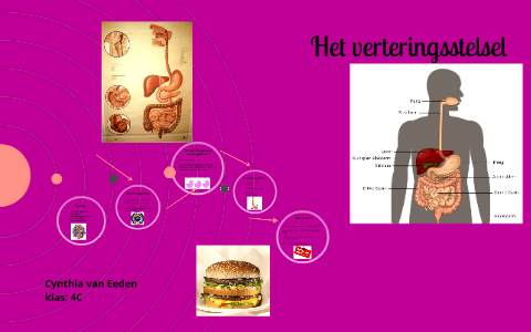 Het verteringsstelsel by Cynthia van Eeden on Prezi