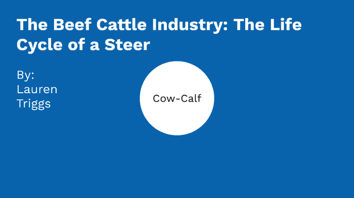 The Beef Cattle Industry: The Life Cycle of a Steer by Lauren Triggs on ...