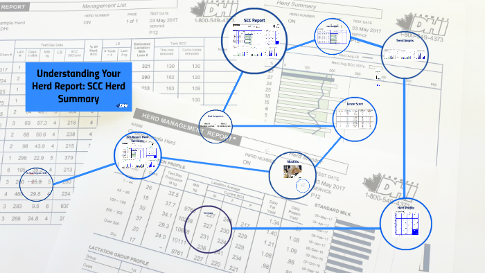 Understanding Your Herd Report: SCC Herd Summary Report by Natalie Walt on Prezi