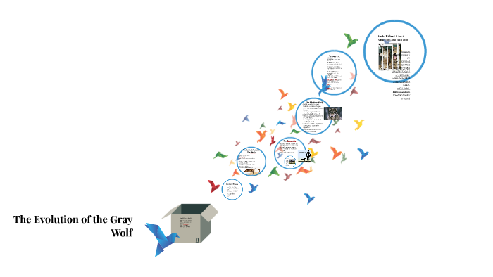 The Evolution of the Gray Wolf by on Prezi