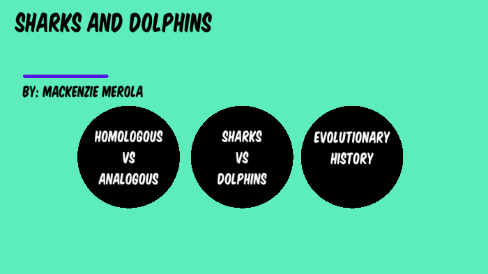 Differences between Sharks and Dolphins by mackenzie-merola 12236 on Prezi