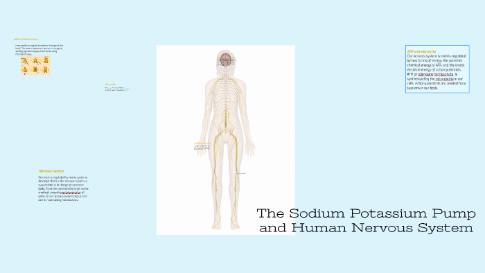 Sodium Potassium Pump and the Human Nervous System by on Prezi