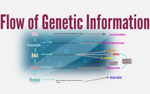 Flow of Genetic Information by Jahanvi Gupta on Prezi