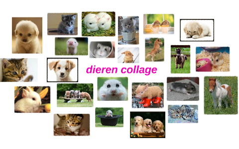 dieren collage by milou meijer on Prezi