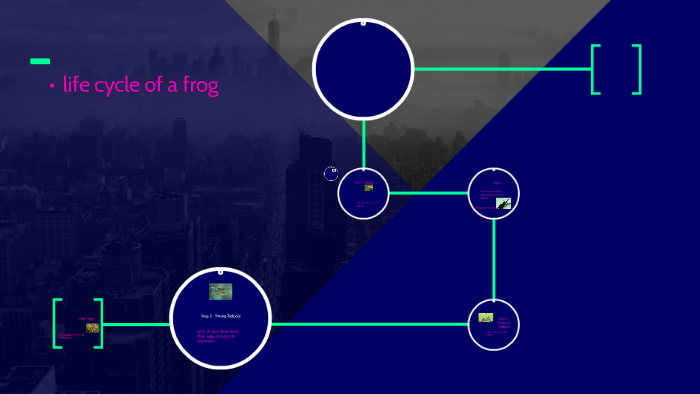 life cycle of a frog by Rylan Utter on Prezi