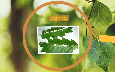 Bangyasan Leaves Powder as Kalburo by Jam Nothingness on Prezi