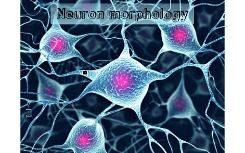 neuron morphology by Lucilla Cerio on Prezi