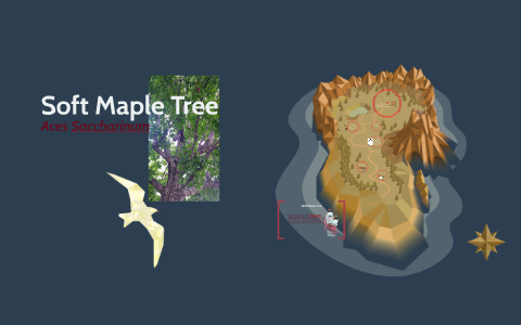 Soft Maple Tree by Trisha Goff on Prezi