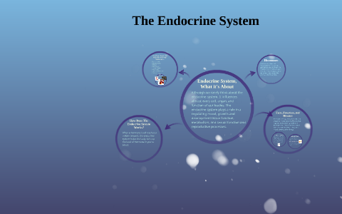 Endocrine System by Courtney Broeker on Prezi