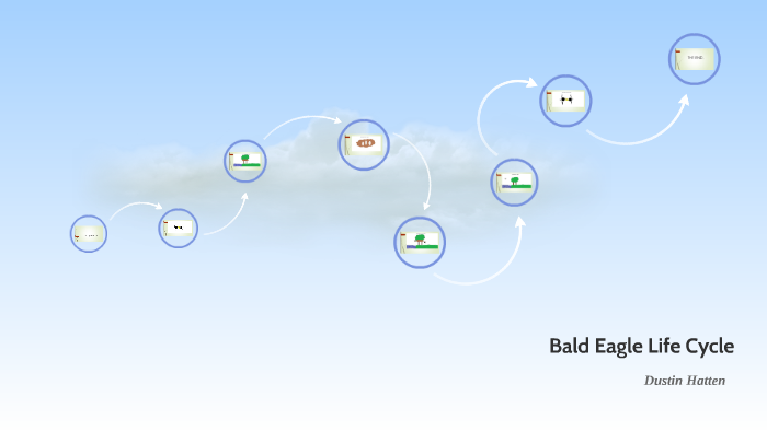 Bald Eagle Life Cycle by Dustin Hatten on Prezi