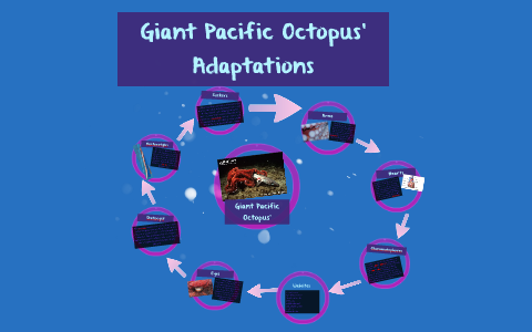 Giant Pacific Octopus' Adaptations by Colette Hince on Prezi