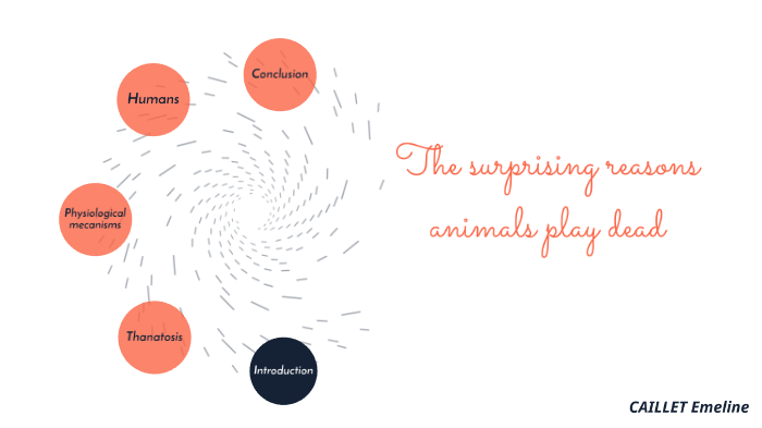 The surprising reasons animals play dead by Emeline CAILLET on Prezi