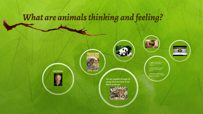 What are animals thinking and feeling? by Sarah Phillip on Prezi