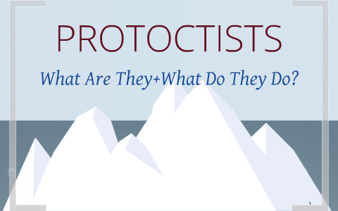 PROTOCTISTS by Mealie >.