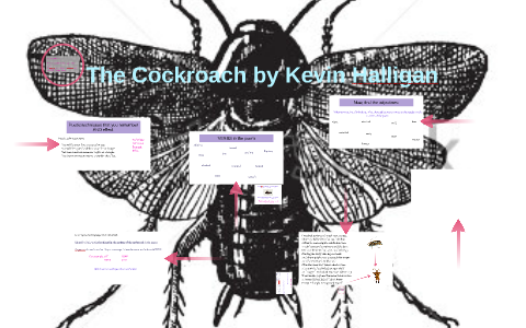 The Cockroach by Kevin Halligan by Claire Tierney on Prezi