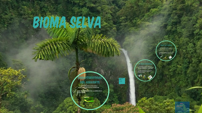 BIOMA SELVA by Anonimo Perez on Prezi