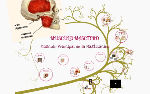 Músculo Masetero by Estefanía Janett Gil Rodriguez on Prezi