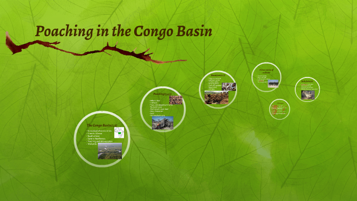 Poaching in the Congo Basin by McKenna Braun on Prezi