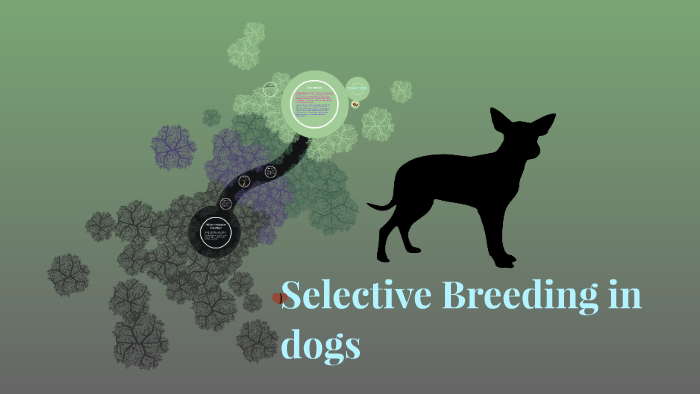 Selective Breeding in dogs by Jenny Sennett on Prezi